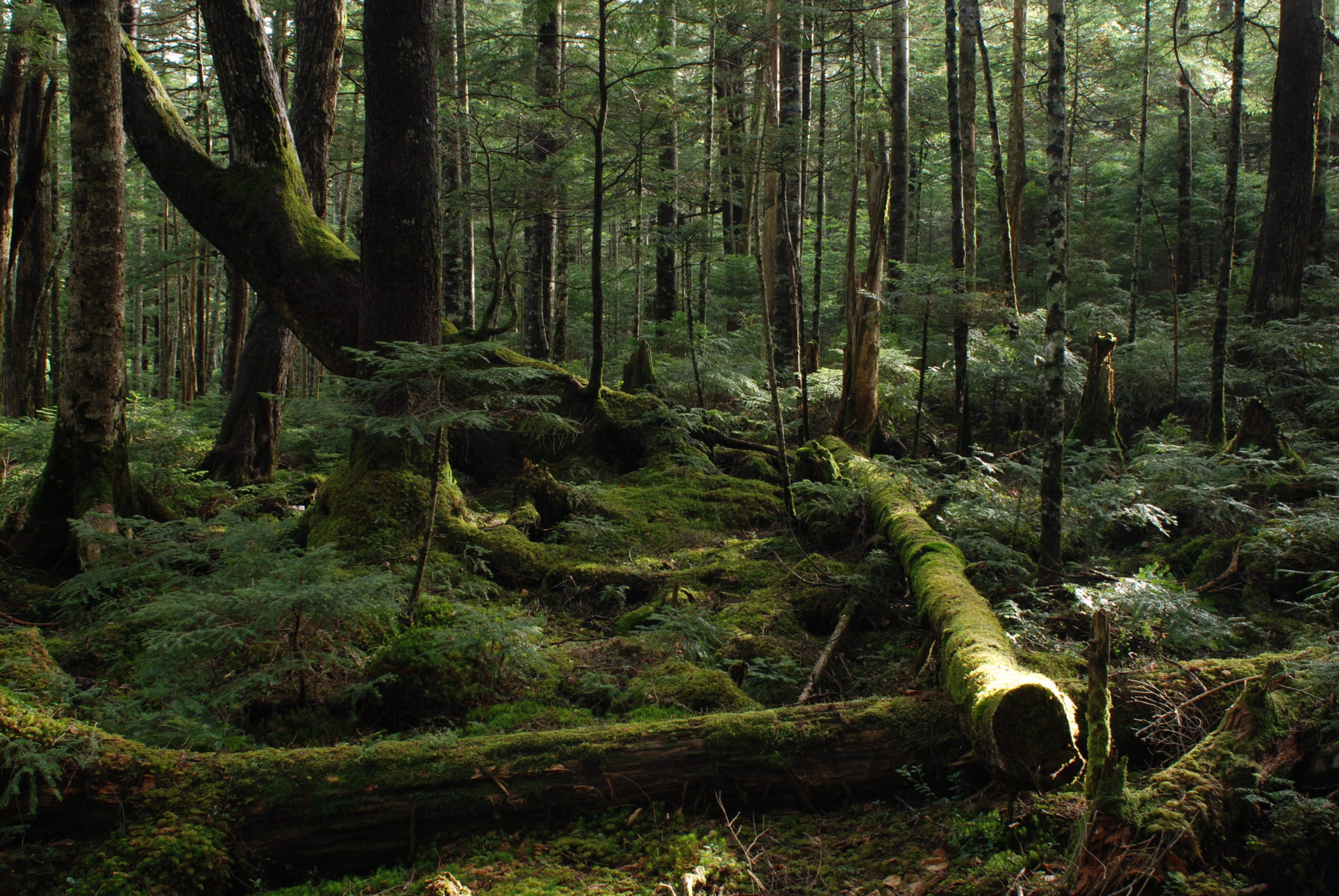 TAMBI – The tasteful of Japanese crafts and art